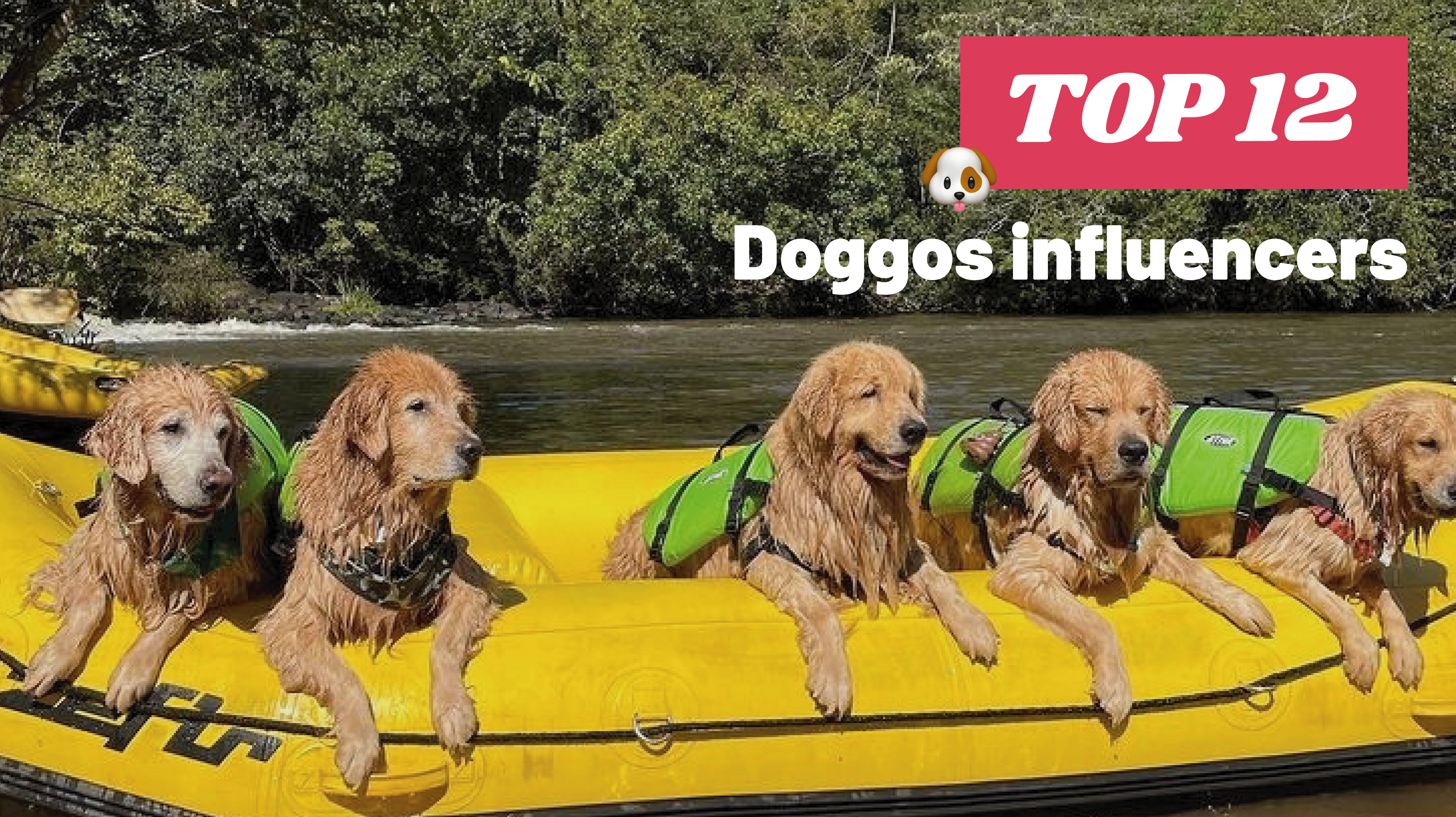 Favikon - Top 12 dogs influencers - Top Influencer